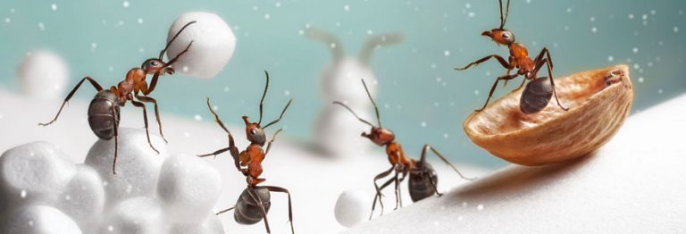 Les techniques pour éviter l’invasion de fourmis